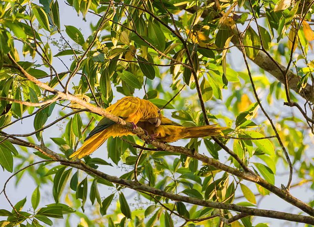 Foto ararajuba (Guaruba guarouba) Por Antonio Ferrassini | Wiki Aves ...