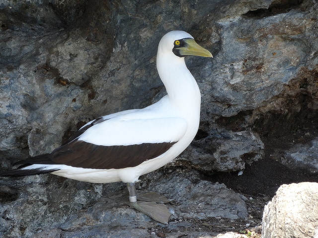 atobá-grande (Sula dactylatra) | WikiAves - A Enciclopédia das Aves do ...