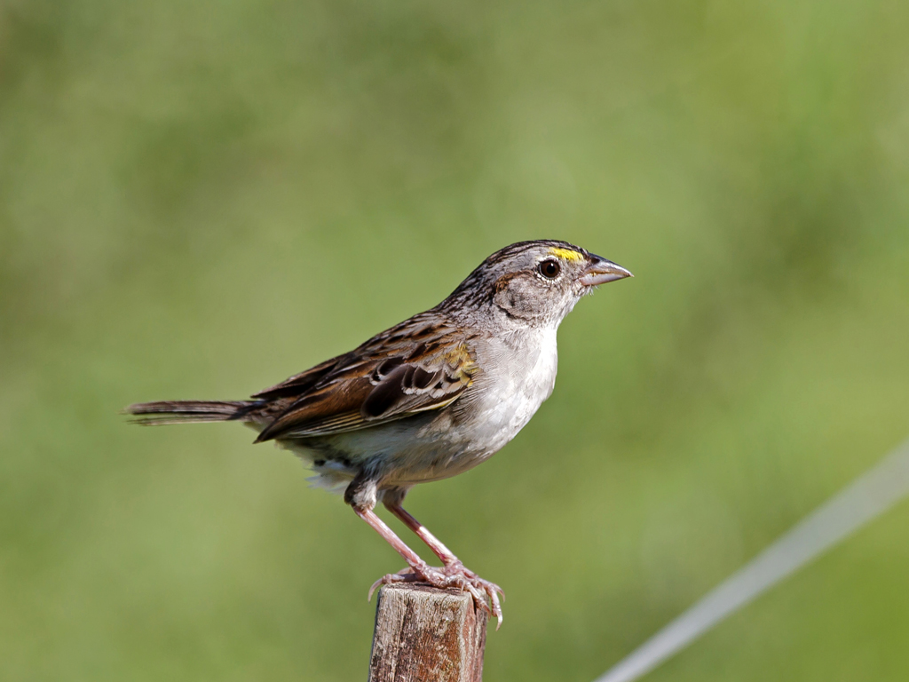 Foto tico-tico-do-campo (Ammodramus humeralis) Por Richard Stubing ...