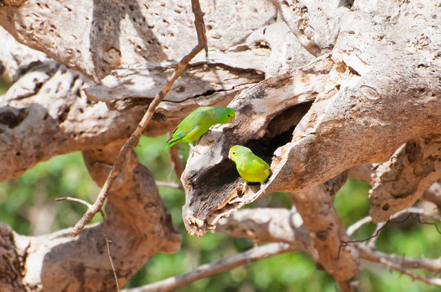 Foto tuim (Forpus xanthopterygius) Por Jean Jr Barcik | Wiki Aves - A ...