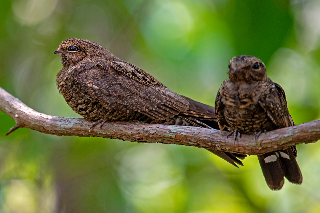 Foto bacurau-de-cauda-barrada (Nyctiprogne leucopyga) Por José Rondon ...