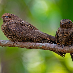 bacurau-de-cauda-barrada (Nyctiprogne leucopyga) | WikiAves - A ...