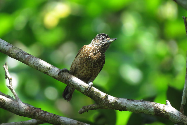 Foto picapauzinho-pintado (Picumnus pygmaeus) Por Belgrano Rekowsky ...