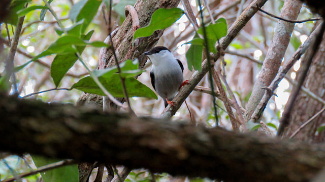 Foto rendeira (Manacus manacus) Por Adriano P. Souza | Wiki Aves - A ...