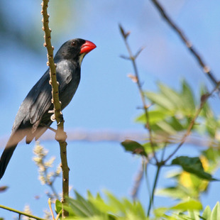 bico-encarnado (Saltator grossus) | WikiAves - A Enciclopédia das Aves ...