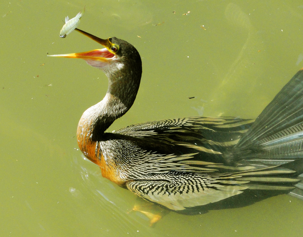 Foto biguatinga (Anhinga anhinga) Por Carlos H Carneiro | Wiki Aves - A Enciclopédia das Aves do ...