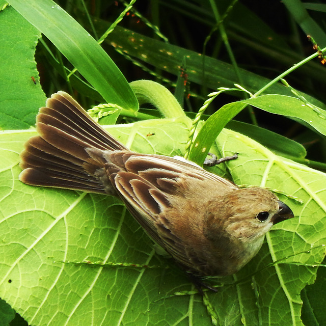 Foto golinho (Sporophila albogularis) Por Jack Demilia | Wiki Aves - A ...
