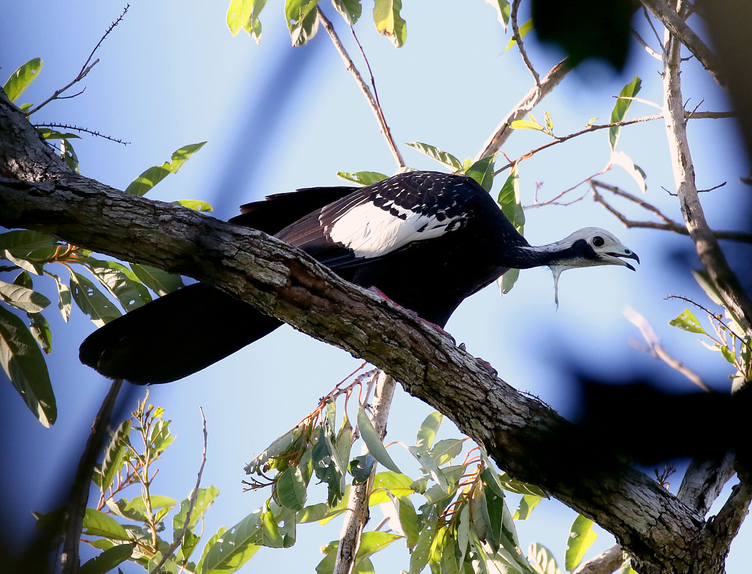 Foto jacutinga-de-garganta-azul (Aburria cumanensis) Por Jayrson Araújo ...