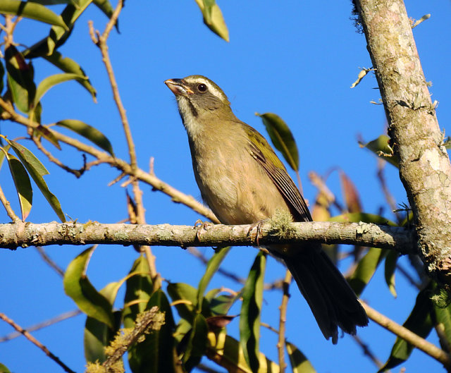 Foto trinca-ferro (Saltator similis) Por Roberta Rödel | Wiki Aves - A ...