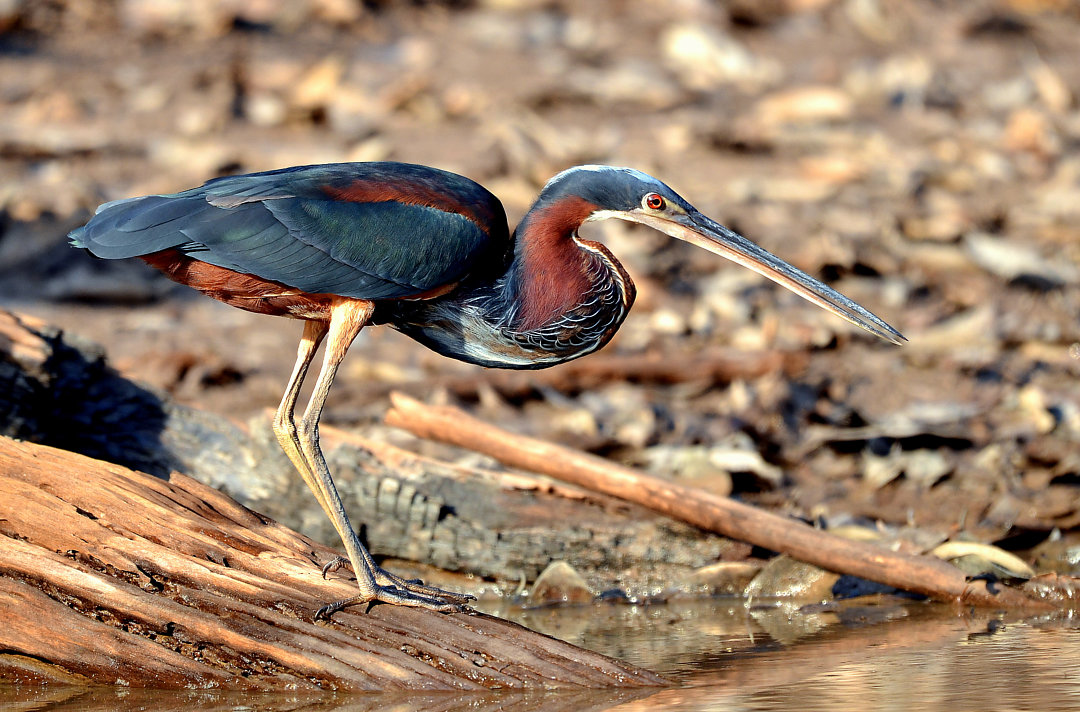Foto garça-da-mata (Agamia agami) Por Luiz Fernando Carvalho | Wiki ...