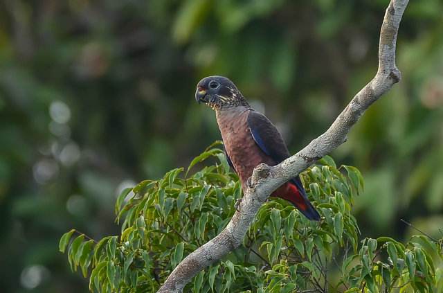 Foto maitaca-roxa (Pionus fuscus) Por Luiz Fernando Carvalho | Wiki ...