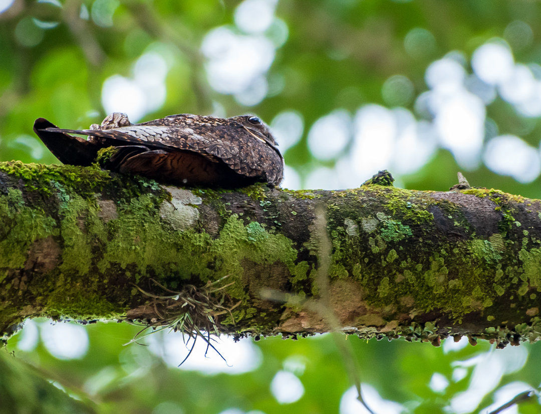 Foto tuju (Lurocalis semitorquatus) Por Antonio Ferrassini | Wiki Aves ...