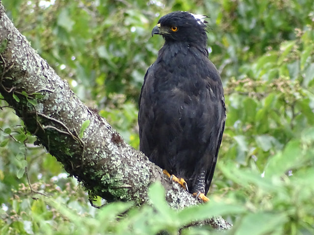 Foto gavião-pega-macaco (Spizaetus tyrannus) Por Milton Ferreira | Wiki ...