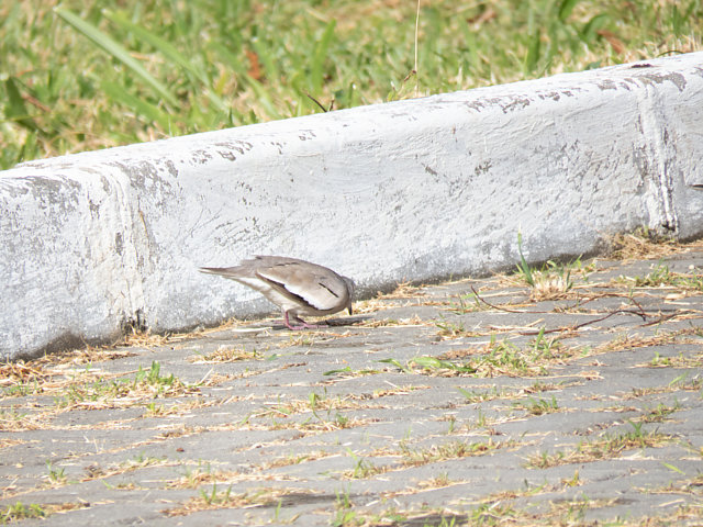 Foto rolinha-picuí (Columbina picui) Por João Pedro Santos | Wiki Aves ...