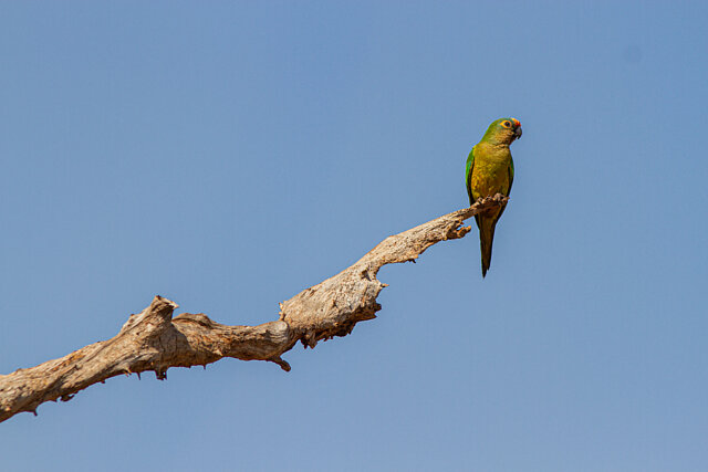 Foto periquito-rei (Eupsittula aurea) Por Constantino Melo | Wiki Aves ...