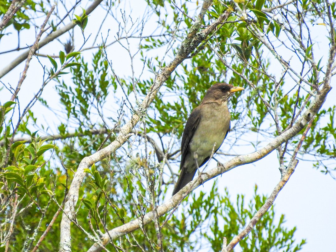 Foto sabiá-poca (Turdus amaurochalinus) Por Rafael Juchem | Wiki Aves ...
