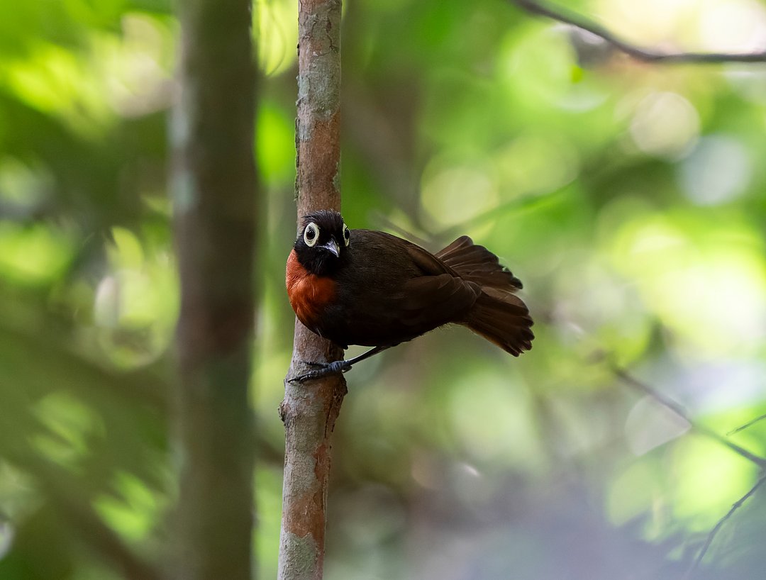 Foto mãe-de-taoca-arlequim (Rhegmatorhina berlepschi) Por Luis Morais ...