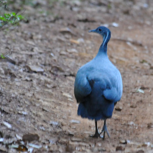 azulona (Tinamus tao) | WikiAves - A Enciclopédia das Aves do Brasil