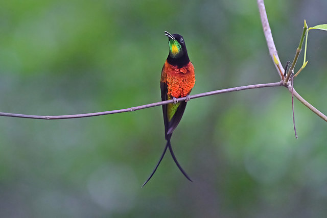 Foto topázio-de-fogo (Topaza pyra) Por Rudimar Cipriani | Wiki Aves - A ...
