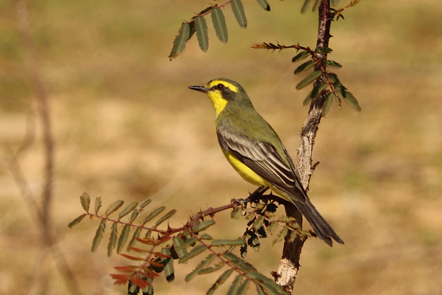 Foto suiriri-pequeno (Satrapa icterophrys) Por Luiz Moura | Wiki Aves ...
