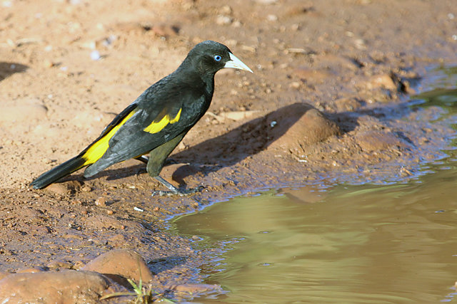 Foto xexéu (Cacicus cela) Por Marco Costa | Wiki Aves - A Enciclopédia ...