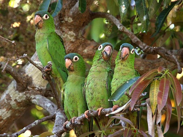Foto aratinga-de-testa-azul (Thectocercus acuticaudatus) Por Braulio ...