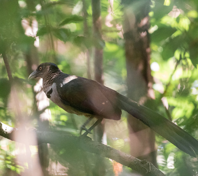 Foto jacu-estalo (Neomorphus geoffroyi) Por Luis Morais_ | Wiki Aves ...