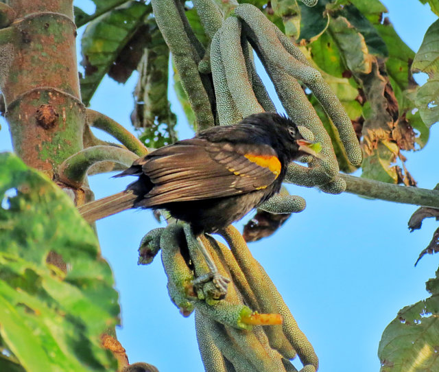 Foto encontro (Icterus pyrrhopterus) Por João S. Andrade | Wiki Aves ...