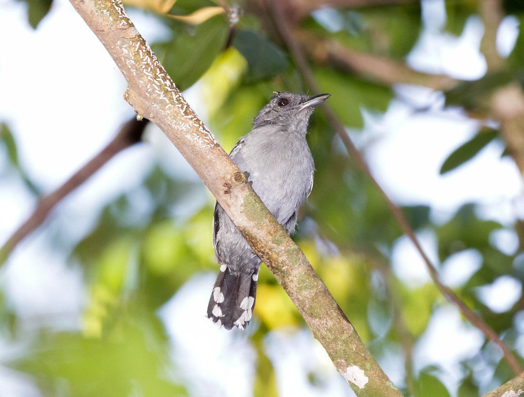 Foto choca-canela (Thamnophilus amazonicus) Por Zé do Mel | Wiki Aves ...