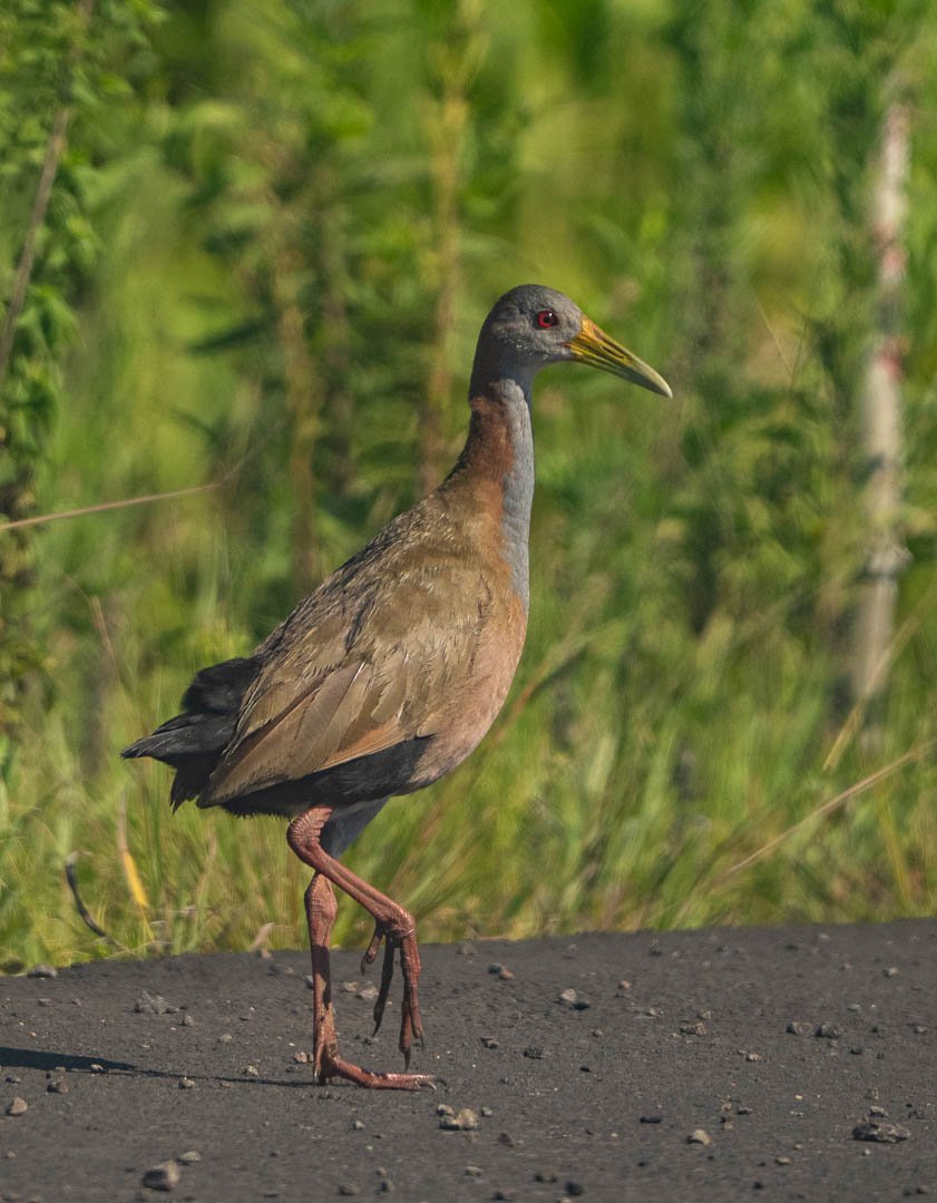 Foto saracuruçu (Aramides ypecaha) Por Rudimar Griesang | Wiki Aves - A ...