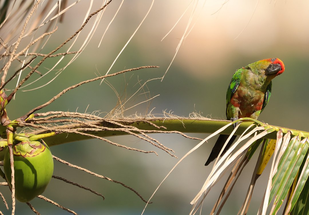 Foto jandaia-de-testa-vermelha (Aratinga auricapillus) Por Luciano ...