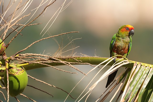 Foto jandaia-de-testa-vermelha (Aratinga auricapillus) Por Luciano ...