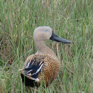 marreca-colhereira (Anas platalea) | WikiAves - A Enciclopédia das Aves ...