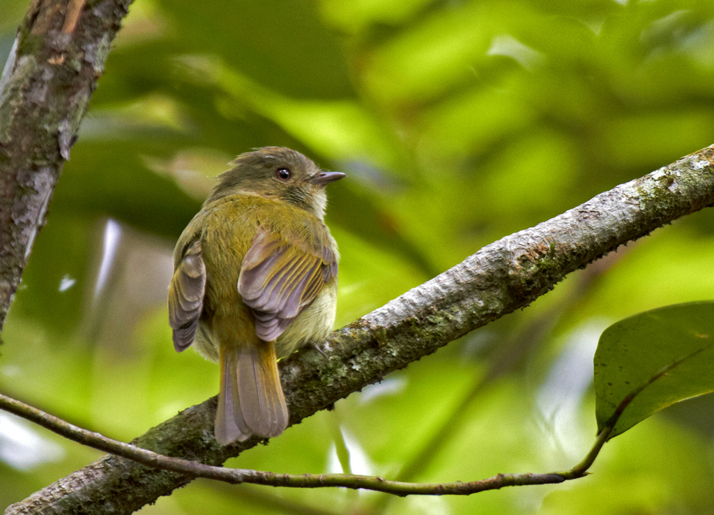 Foto fruxu (Neopelma chrysolophum) Por Claudio Lopes | Wiki Aves - A ...