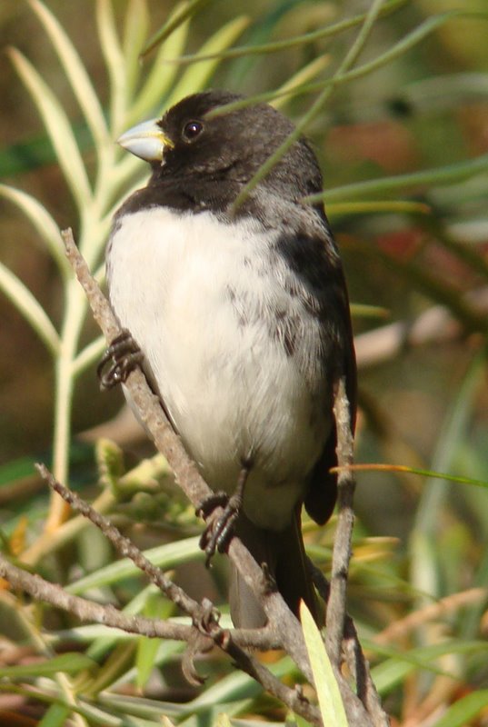 Foto papa-capim-de-costas-cinza (Sporophila ardesiaca) Por Evandro ...