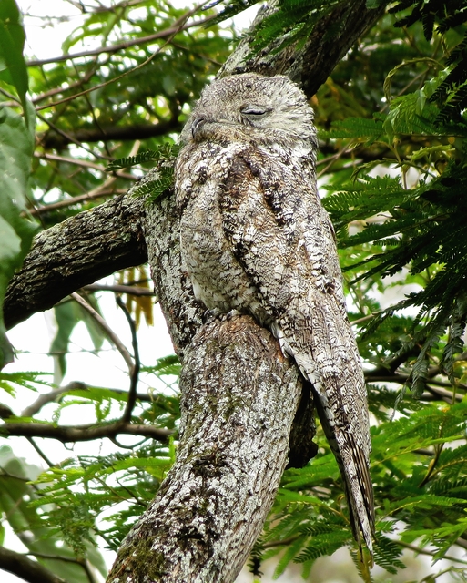 Foto urutau-grande (Nyctibius grandis) Por Celso De Castro | Wiki Aves ...