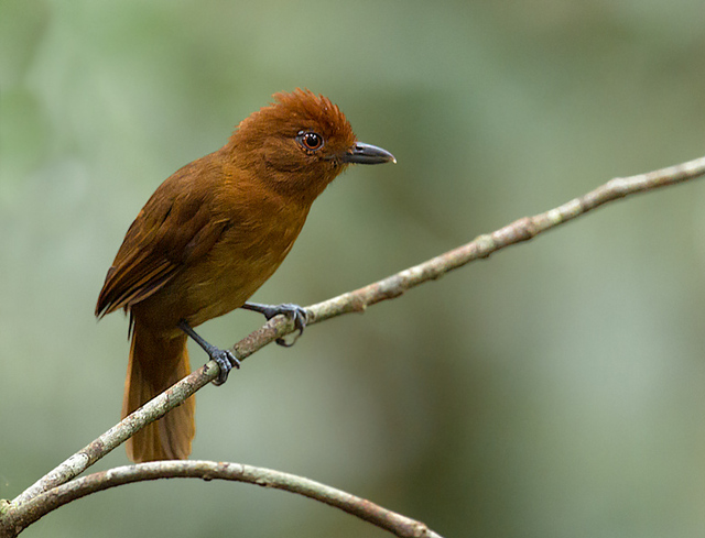 choca-lisa (Thamnophilus aethiops) | WikiAves - A Enciclopédia das Aves ...