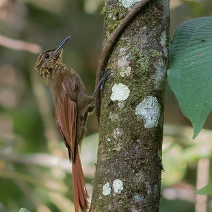 arapaçu-rabudo (Deconychura longicauda) | WikiAves - A Enciclopédia das ...