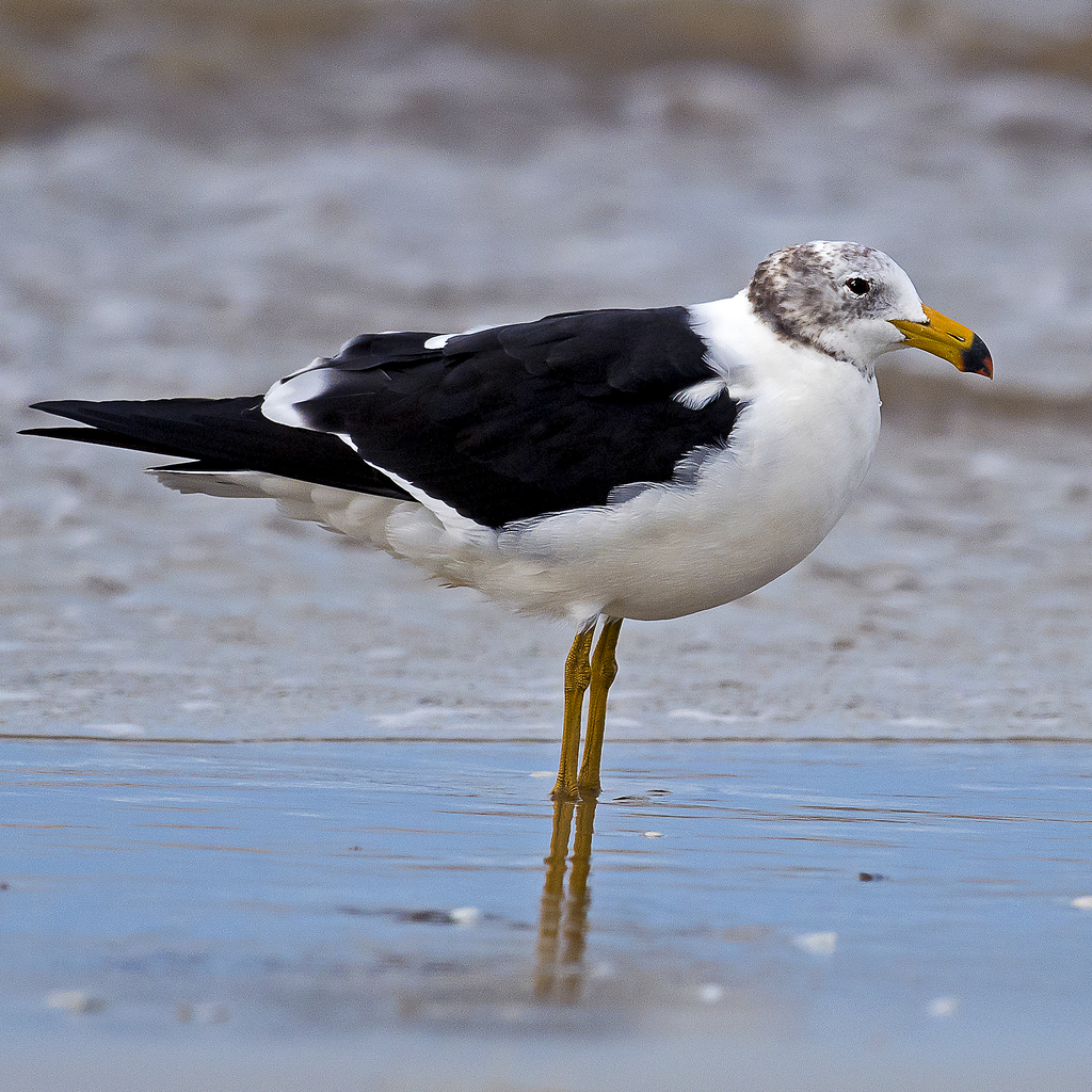 Foto gaivota-de-rabo-preto (Larus atlanticus) Por José Rondon | Wiki ...
