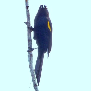 inhapim (Icterus cayanensis) | WikiAves - A Enciclopédia das Aves do Brasil