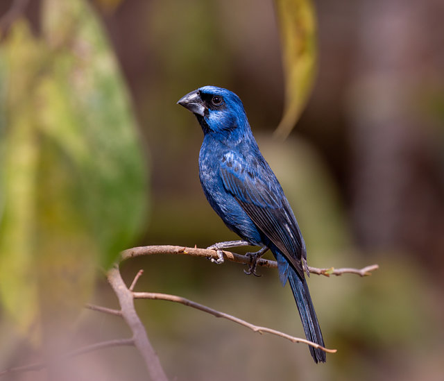 azulão (Cyanoloxia brissonii) | WikiAves - A Enciclopédia das Aves do ...
