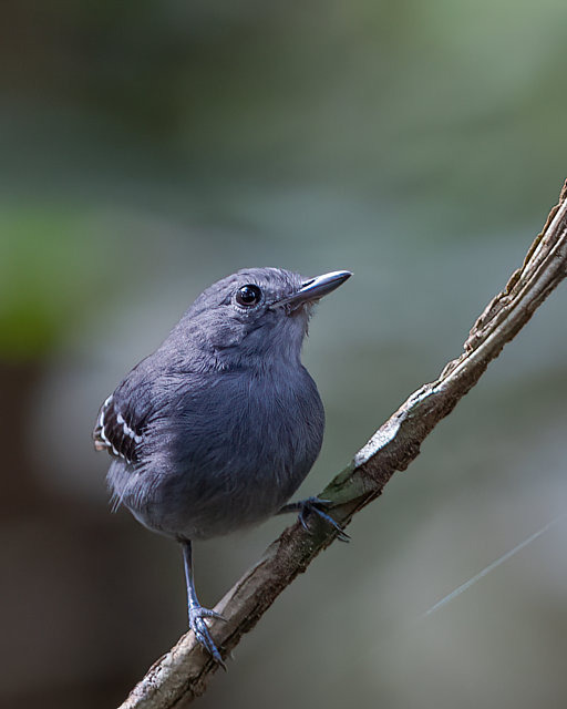Foto choquinha-de-garganta-clara (Isleria hauxwelli) Por Vilson Wruck ...