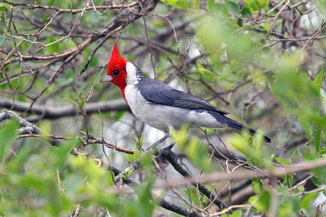 Foto cardeal (Paroaria coronata) Por Jayrson Araújo | Wiki Aves - A ...