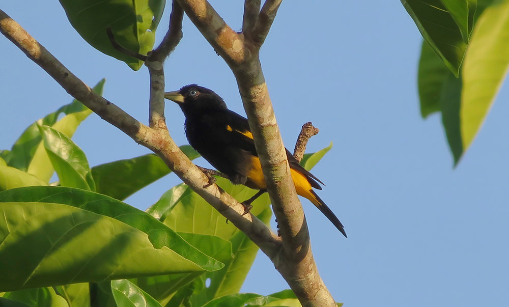 Foto xexéu (Cacicus cela) Por Fernando Pacheco | Wiki Aves - A ...