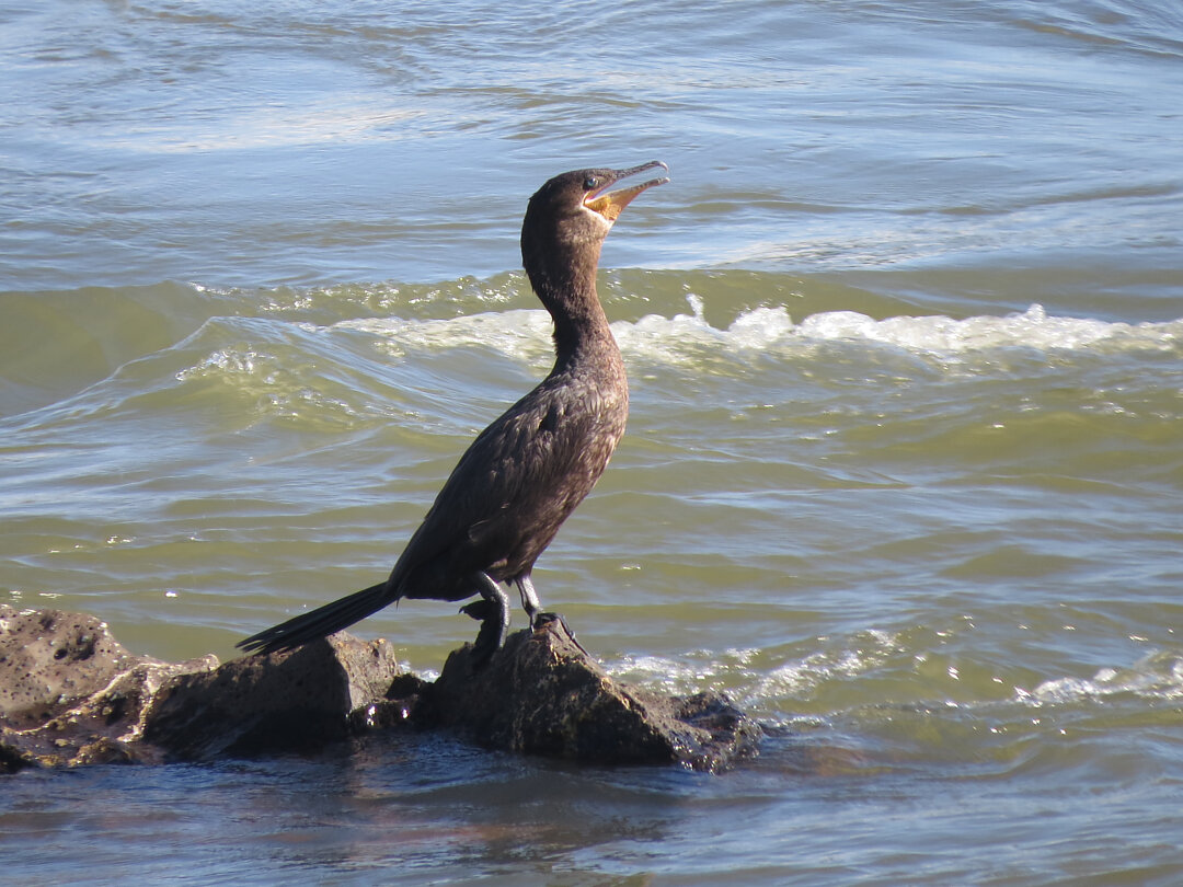 Foto biguá (Nannopterum brasilianum) Por Leandro Bortoluzzi | Wiki Aves ...