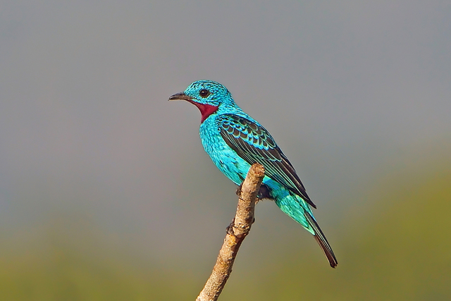 anambé-azul (Cotinga cayana) | WikiAves - A Enciclopédia das Aves do Brasil