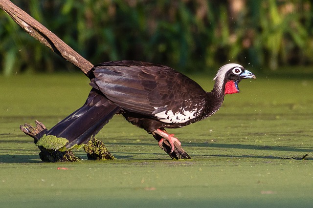 Foto jacutinga (Aburria jacutinga) Por Roberto Dall Agnol | Wiki Aves ...