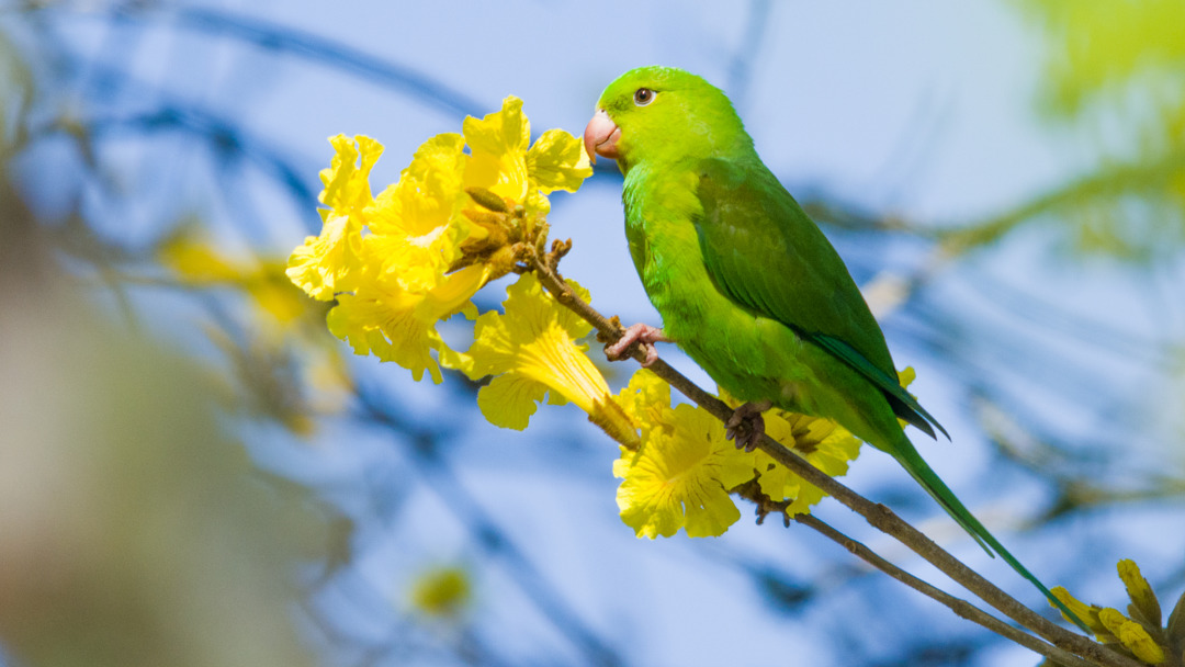 Foto periquito-rico (Brotogeris tirica) Por Adriano Genovez | Wiki Aves ...