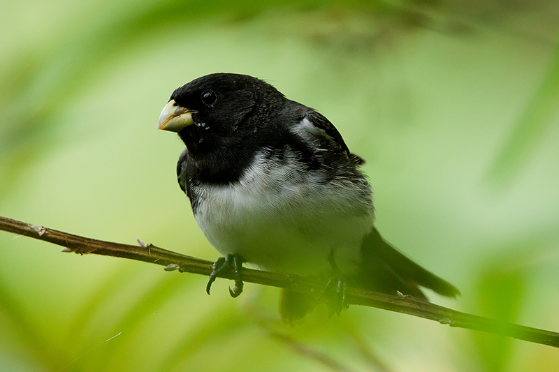 Foto papa-capim-de-costas-cinza (Sporophila ardesiaca) Por Justiniano ...