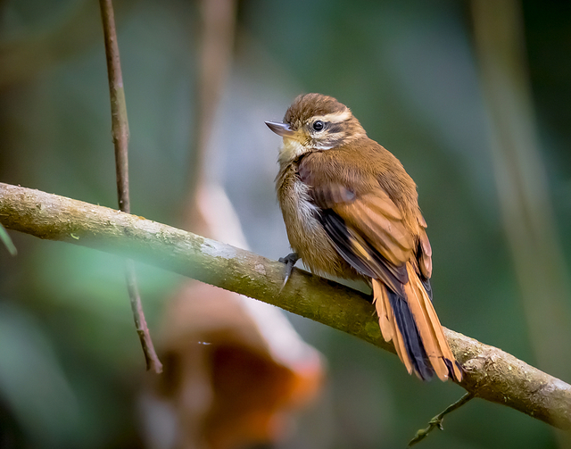Foto bico-virado-miúdo (Xenops minutus) Por Daniel Mello | Wiki Aves - A Enciclopédia das Aves ...